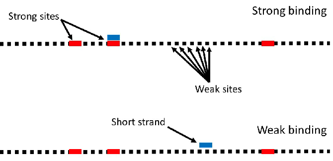 Consider a short piece of single‑stranded DNA trying | Chegg.com